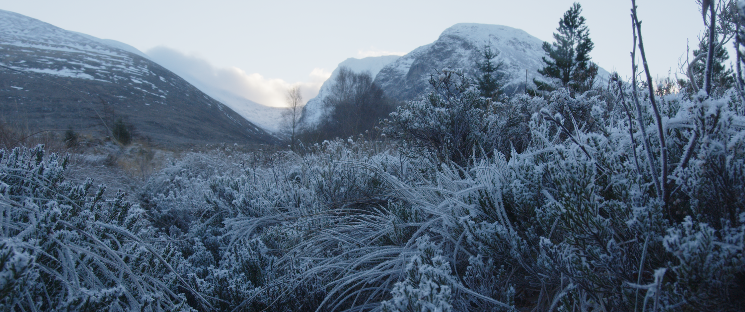 The Carbon Club | Restoring Nature Together